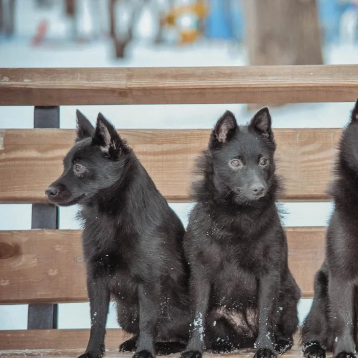 About Schipperke Breed