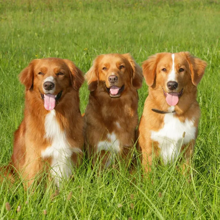 About Nova Scotia Duck Tolling Retriever Breed
