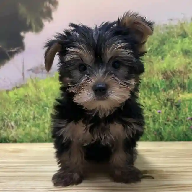Yorkie For Sale | Summit Zoo