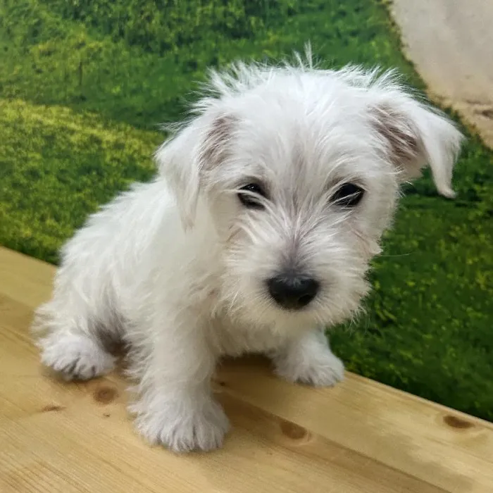 West Highland White Terrier For Sale | Summit Zoo