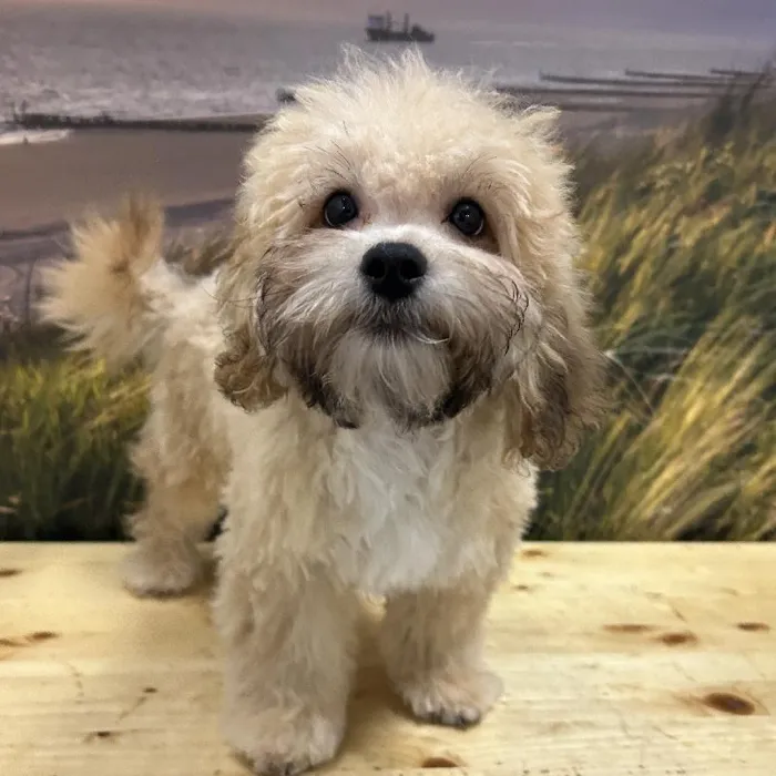 Shipoo For Sale | Summit Zoo